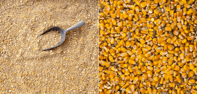 What Is Laying Mash & Why Your Chickens Need It